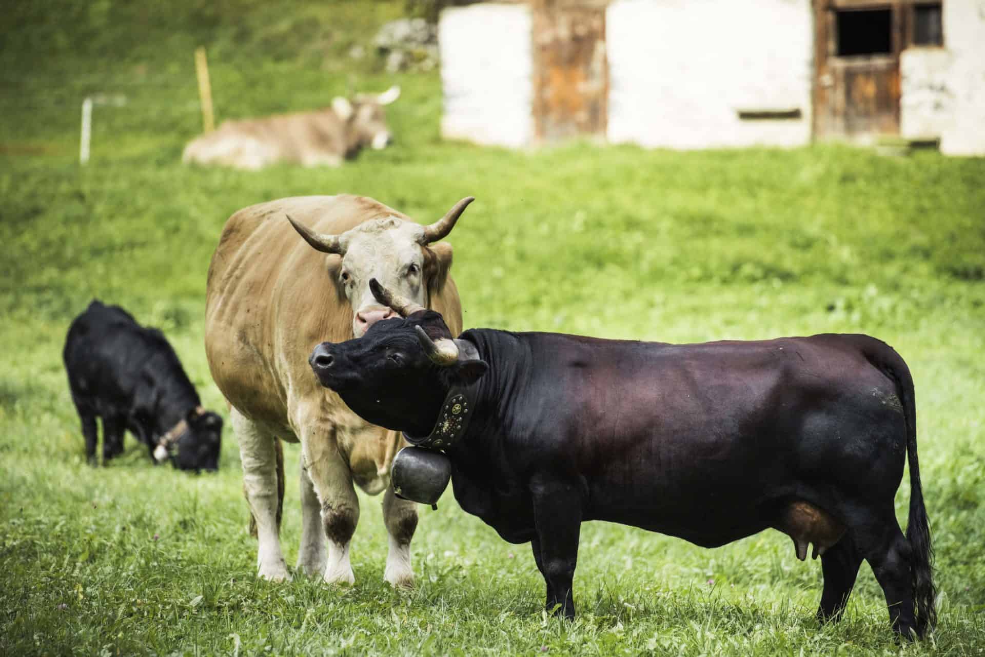Swiss Open-Air Museum Ballenberg - International School Parent