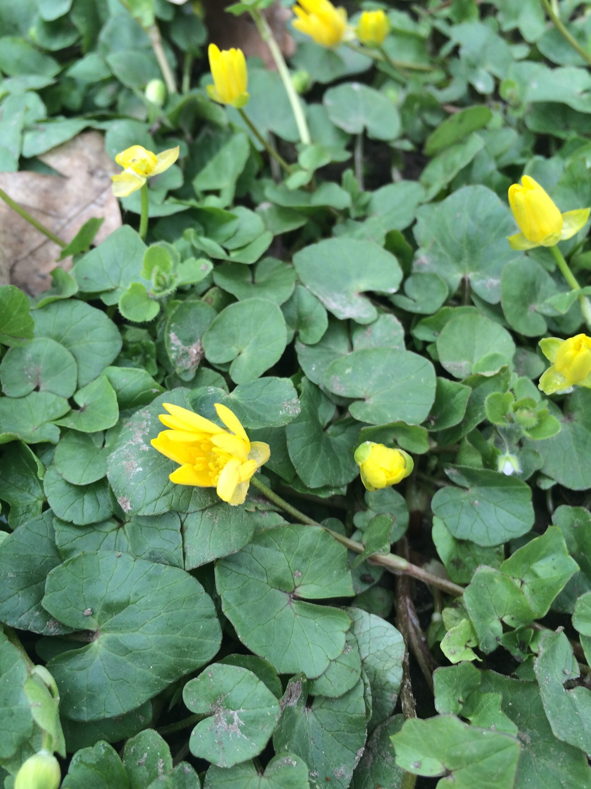 Nine early blooming flowers - International School Parent