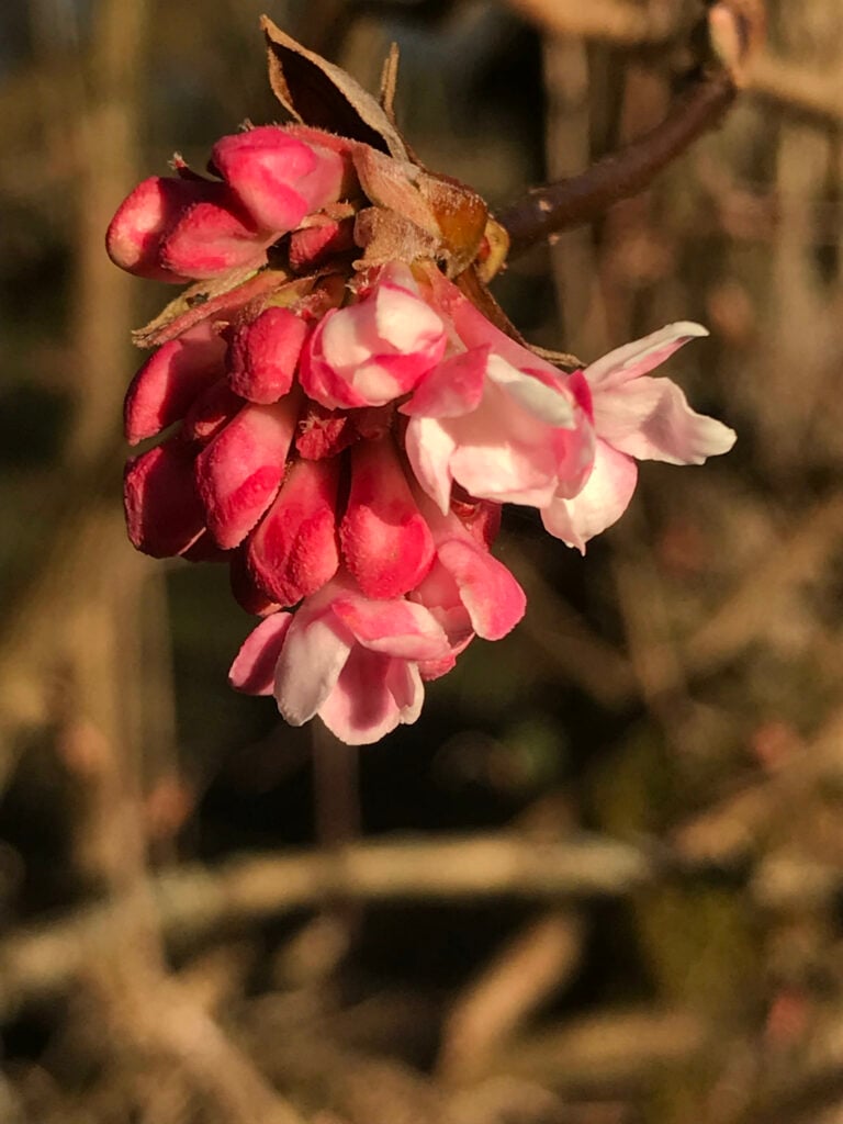 Nine early blooming flowers - International School Parent